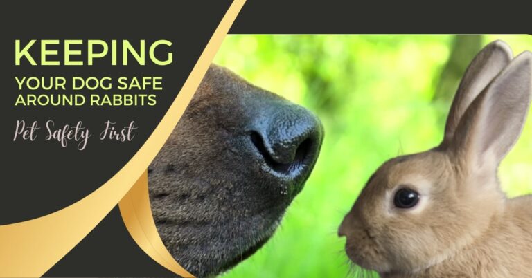 Keeping Your Dog Safe Around Rabbits - Pet Safety First