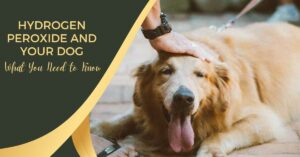 Hydrogen Peroxide and Your Dog: What You Need to Know
