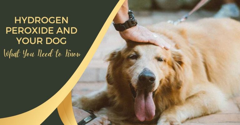 Hydrogen Peroxide and Your Dog: What You Need to Know