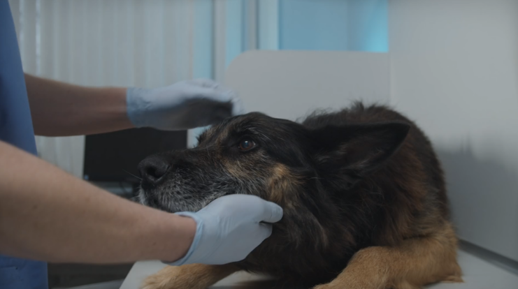 My Dog Has an Elevated Alkaline Phosphatase: What Does That Mean?